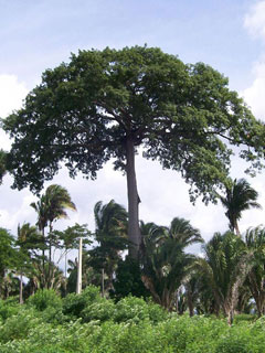 Saiba Tudo Sobre a Madeira Angelim-Pedra! - Madeireira Cedro