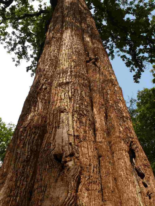 Madeira Teca: Beleza e Alta Durabilidade! - Madeireira Cedro